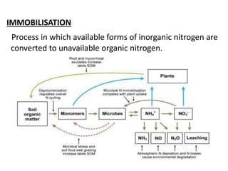 Nitrogen presentation | PPTX