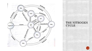 Nitrogen | PPTX | Science