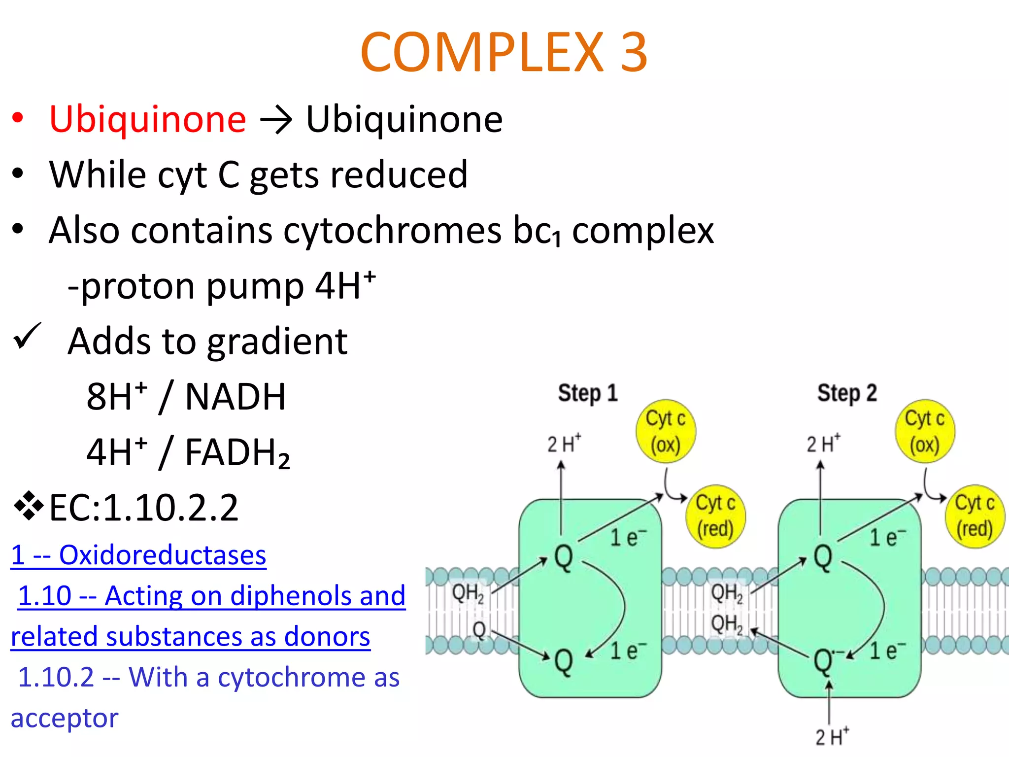 ELECTRON TRANSPORT CHAIN ' ETS ' | PPTX