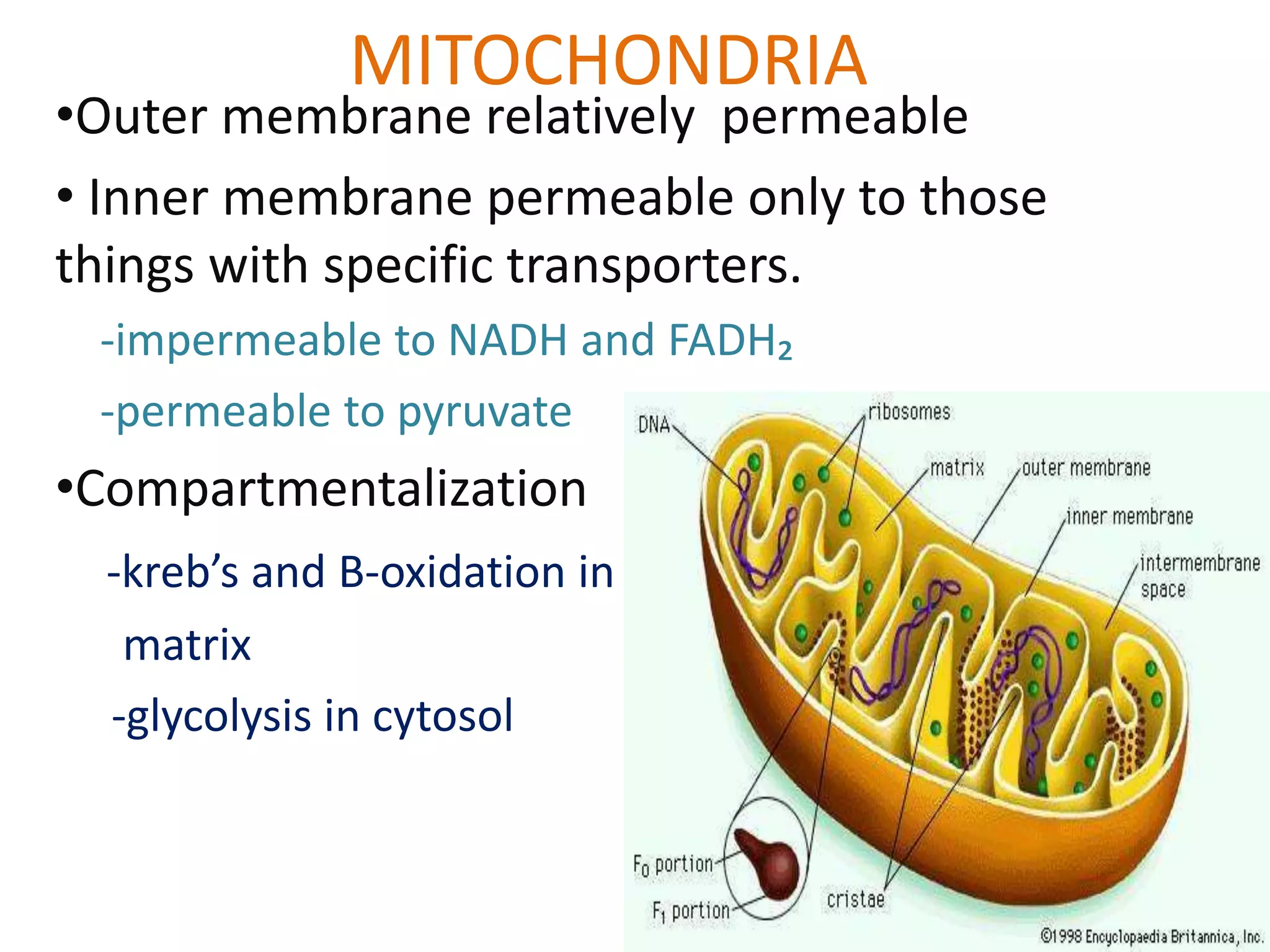 ELECTRON TRANSPORT CHAIN ' ETS ' | PPTX