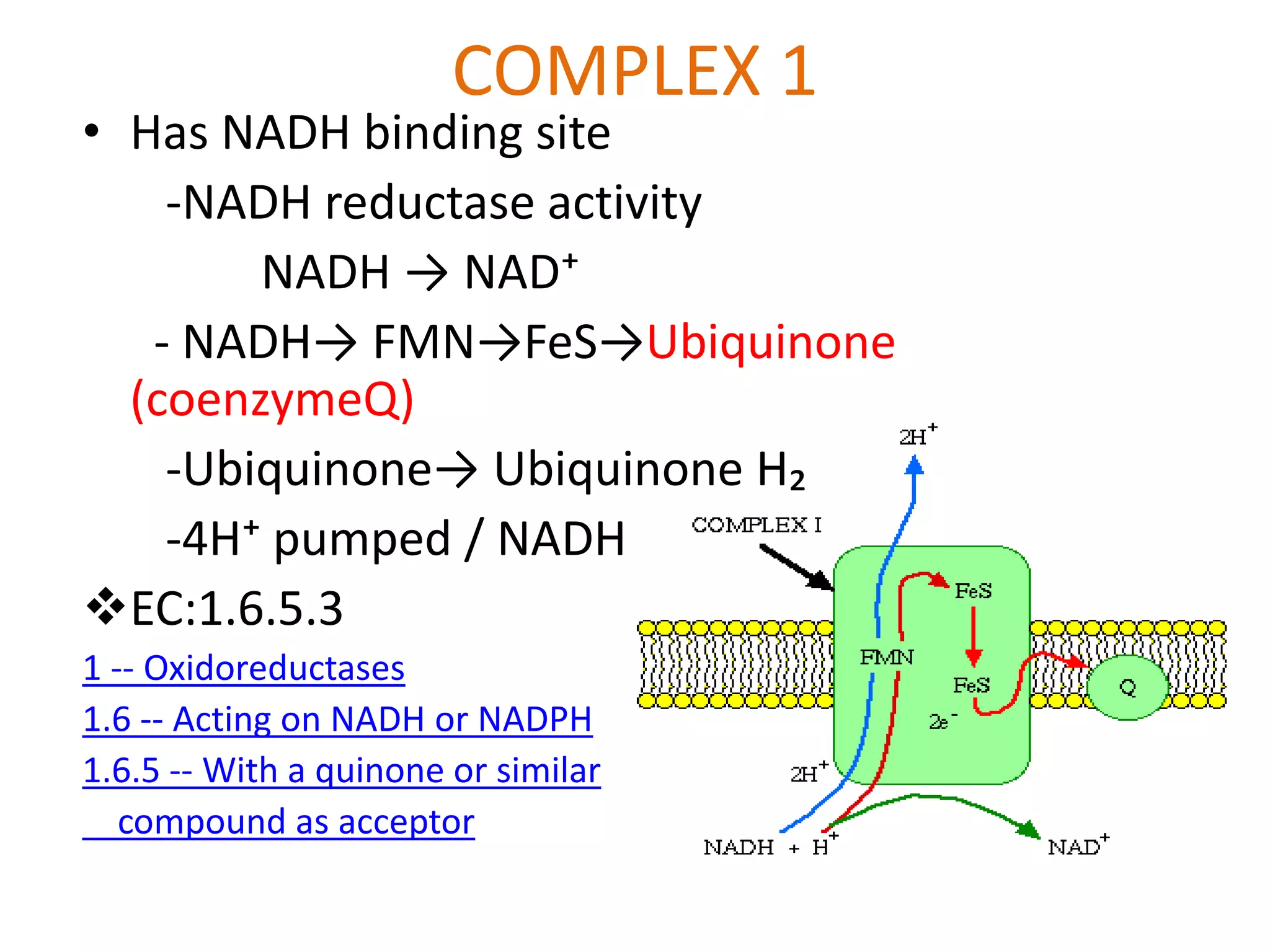 ELECTRON TRANSPORT CHAIN ' ETS ' | PPTX