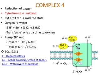 ELECTRON TRANSPORT CHAIN ' ETS ' | PPTX