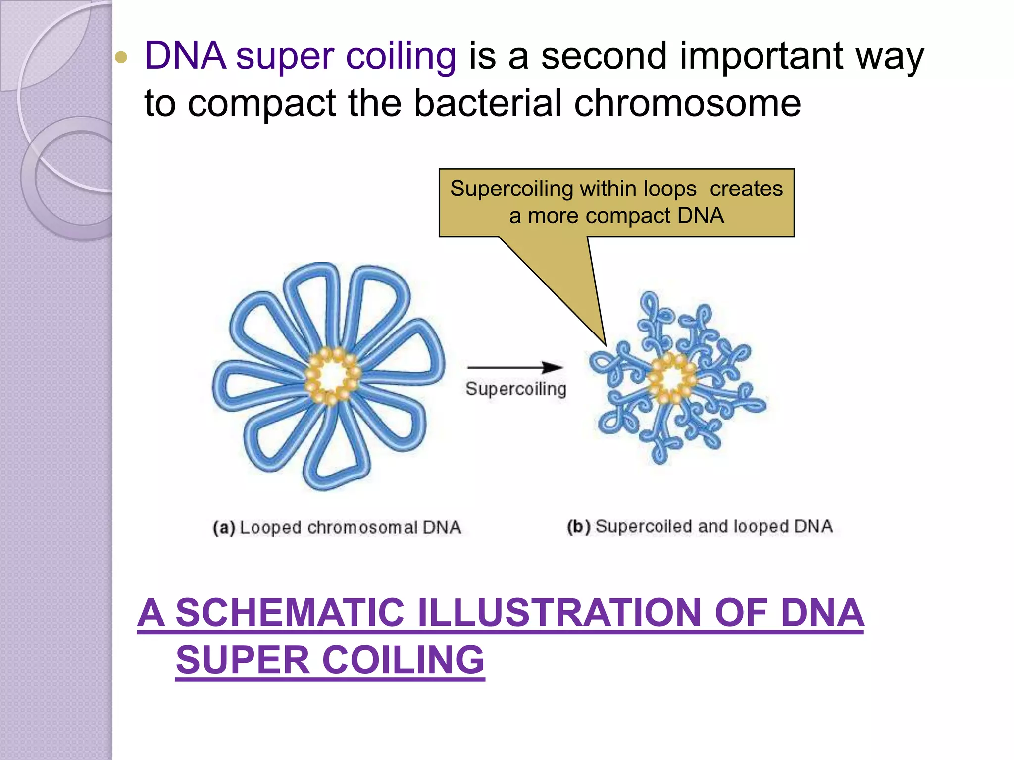 organization of DNA in chromosomes. | PPTX