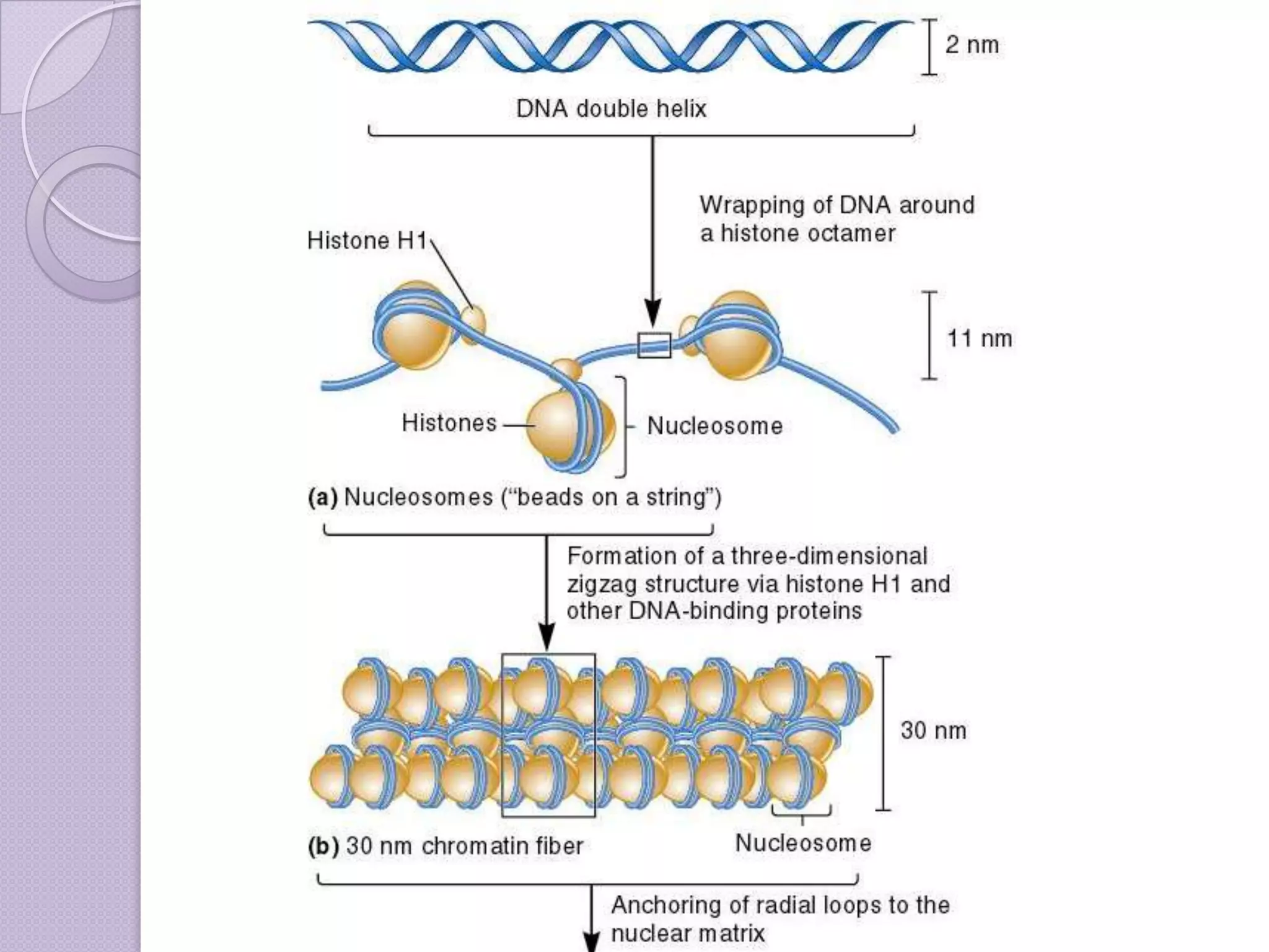 organization of DNA in chromosomes. | PPTX