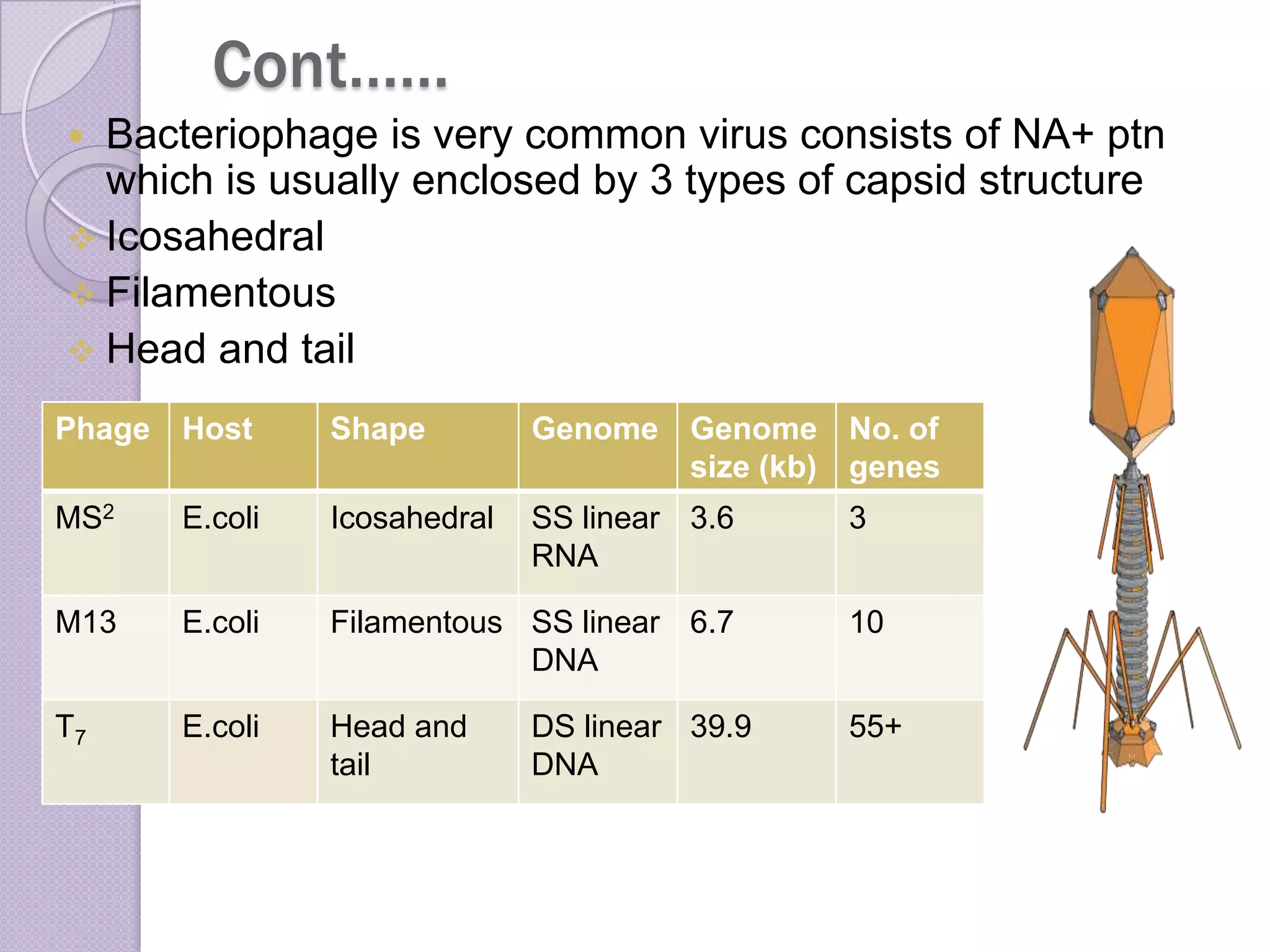 organization of DNA in chromosomes. | PPTX