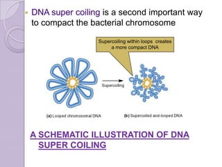 organization of DNA in chromosomes. | PPTX