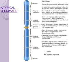organization of DNA in chromosomes. | PPTX