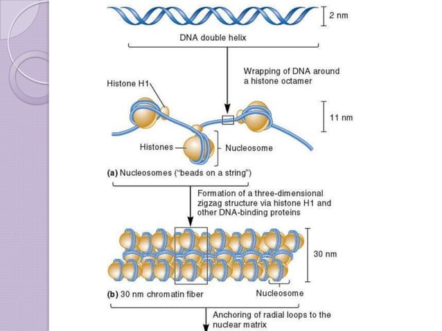 organization of DNA in chromosomes. | PPTX | Biological Sciences | Science