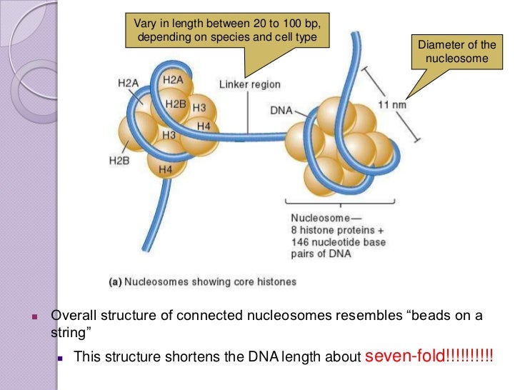 organization of DNA in chromosomes.