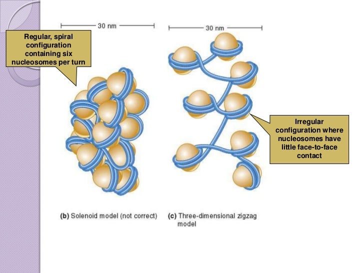 organization of DNA in chromosomes.
