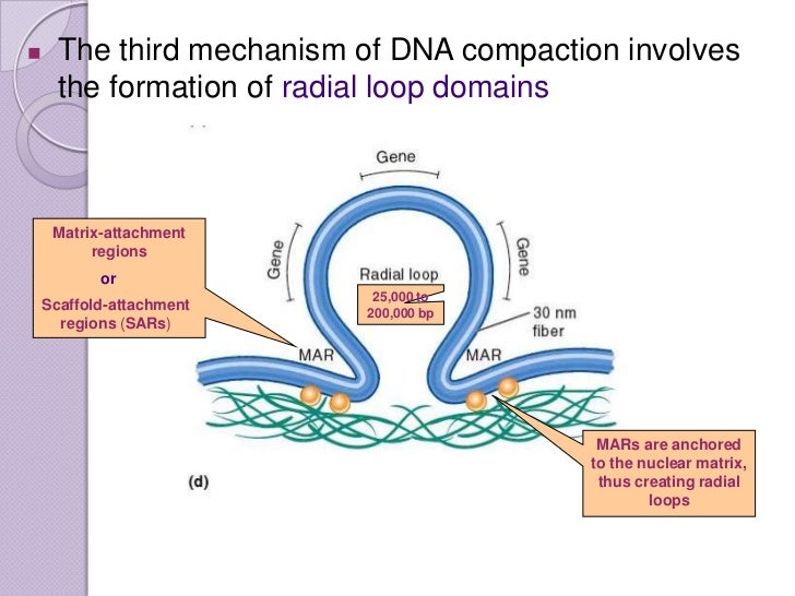 organization of DNA in chromosomes.