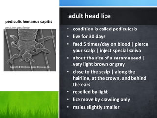 Lice education & training | PPTX