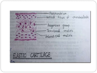 cartilage structure and function | PPTX
