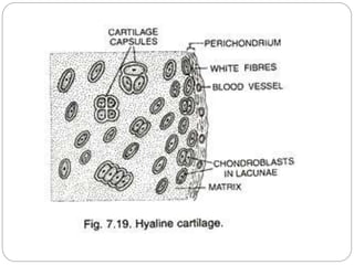 Cartilage Tissue Labeled