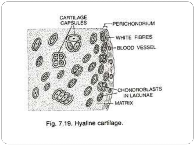 cartilage structure and function | PPTX