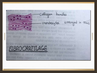 CARTILAGE STRUCTURE AND ITS FUNCTION | PPTX