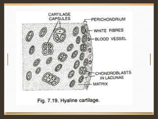 CARTILAGE STRUCTURE AND ITS FUNCTION | PPTX