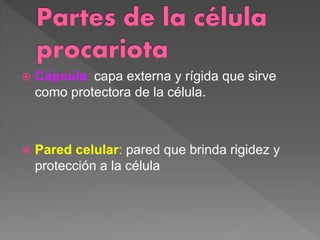 Nivel celular y subselular | PPT