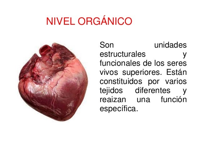 Nivel de organización de seres vivos