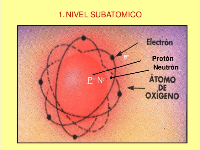 NIVELES DE ORGANIZACIÓN DE LOSS ERES VIVOS