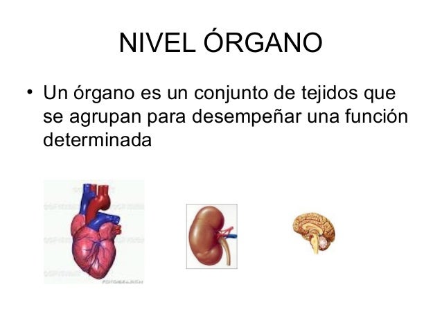 Niveles de organización (2)