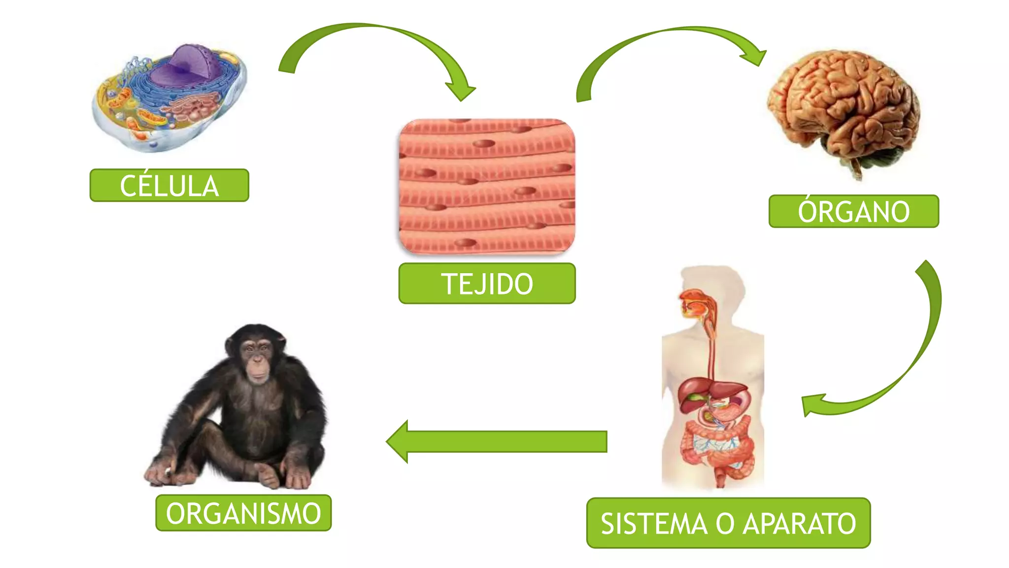 Niveles de organización biológica | PPTX