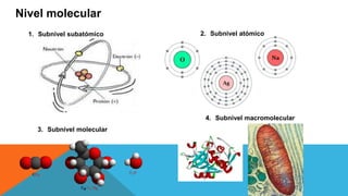 Niveles de organización de la materia.pptx