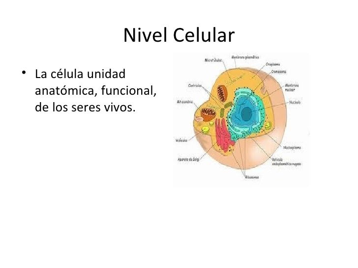 Niveles de organización de la materia viva