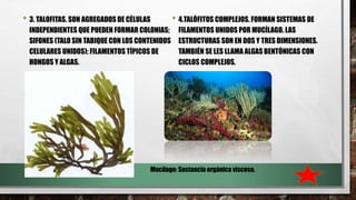 Niveles de organización de las plantas | PPTX