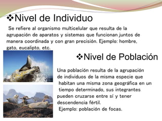 Niveles de organización de los seres vivos | PPTX