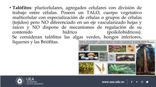 Niveles de organización Morfológica en eucariotas, categoría Taxonómica ...