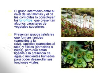 Niveles de organizacion Histologia Vegetal | PPTX | Biological Sciences ...