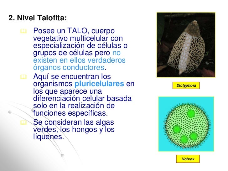 Niveles de organizacion Histologia Vegetal