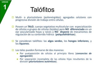 niveles de organización.ppt
