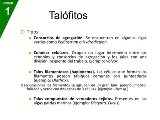 niveles de organización.ppt