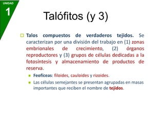 niveles de organización.ppt