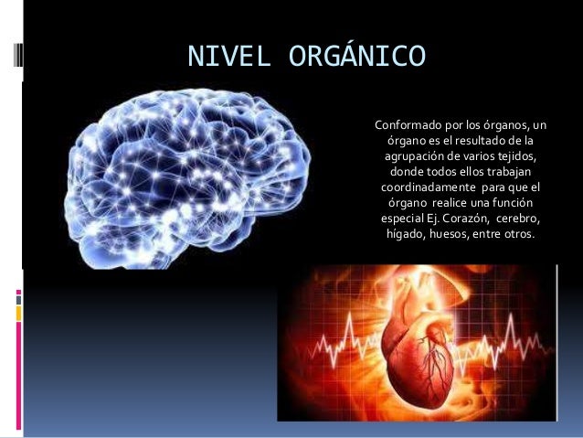 Niveles de organizacion biológico