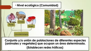 Niveles de organización de biológica | PPT