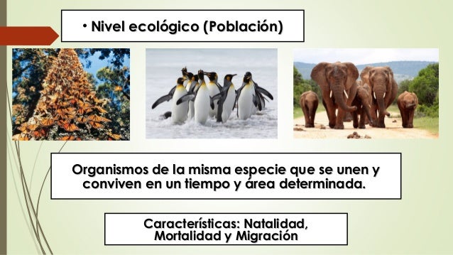 Niveles de organización de biológica