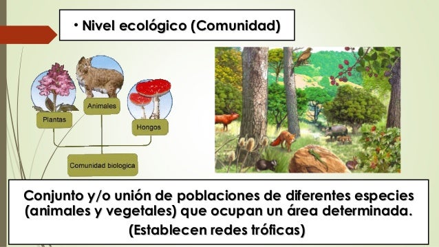 Niveles de organización de biológica