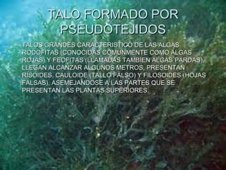 Niveles de organizacion pluricelulares | PPT