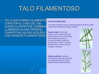 Niveles de organizacion pluricelulares 1 | PPT