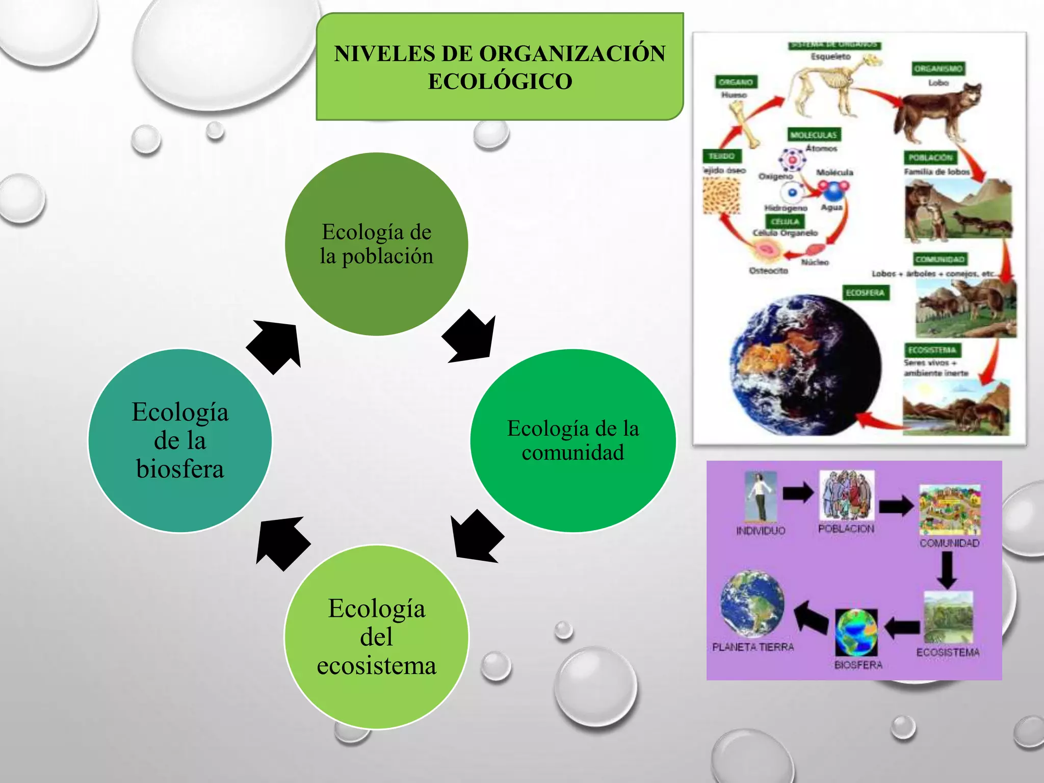 Niveles de Organización Ecológico | PPTX
