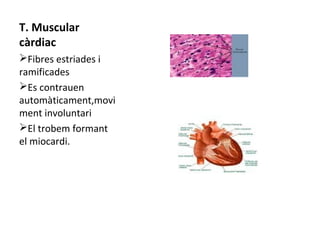 Nivells d'organització del cos humà | ODP