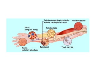 Nivells d'organització del cos humà | ODP