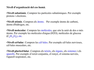 Nivells d'organització del cos humà | ODP