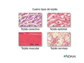 Nivells d'organització del cos humà | ODP