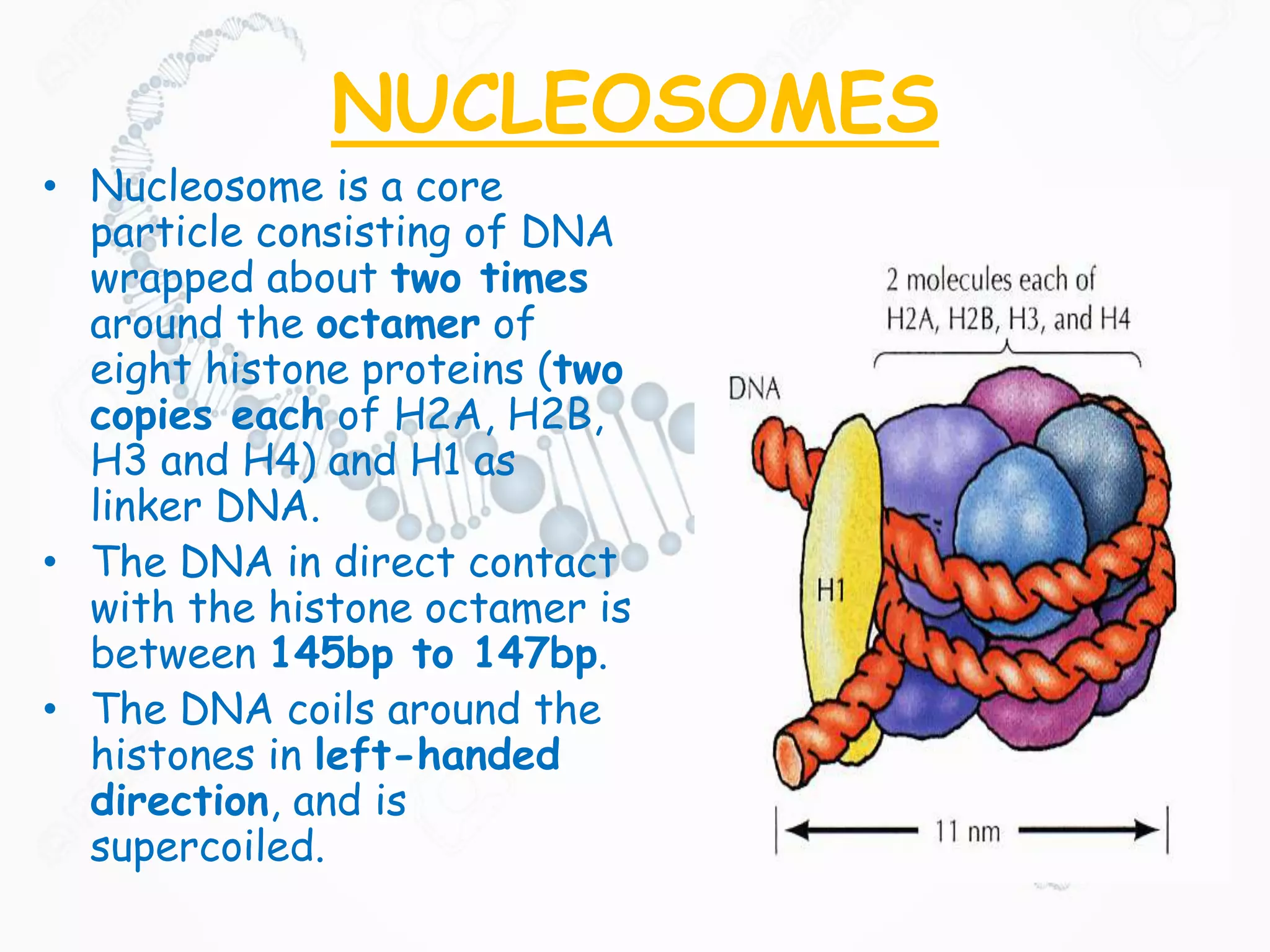 DNA organization in Eukaryotic cells | PPTX