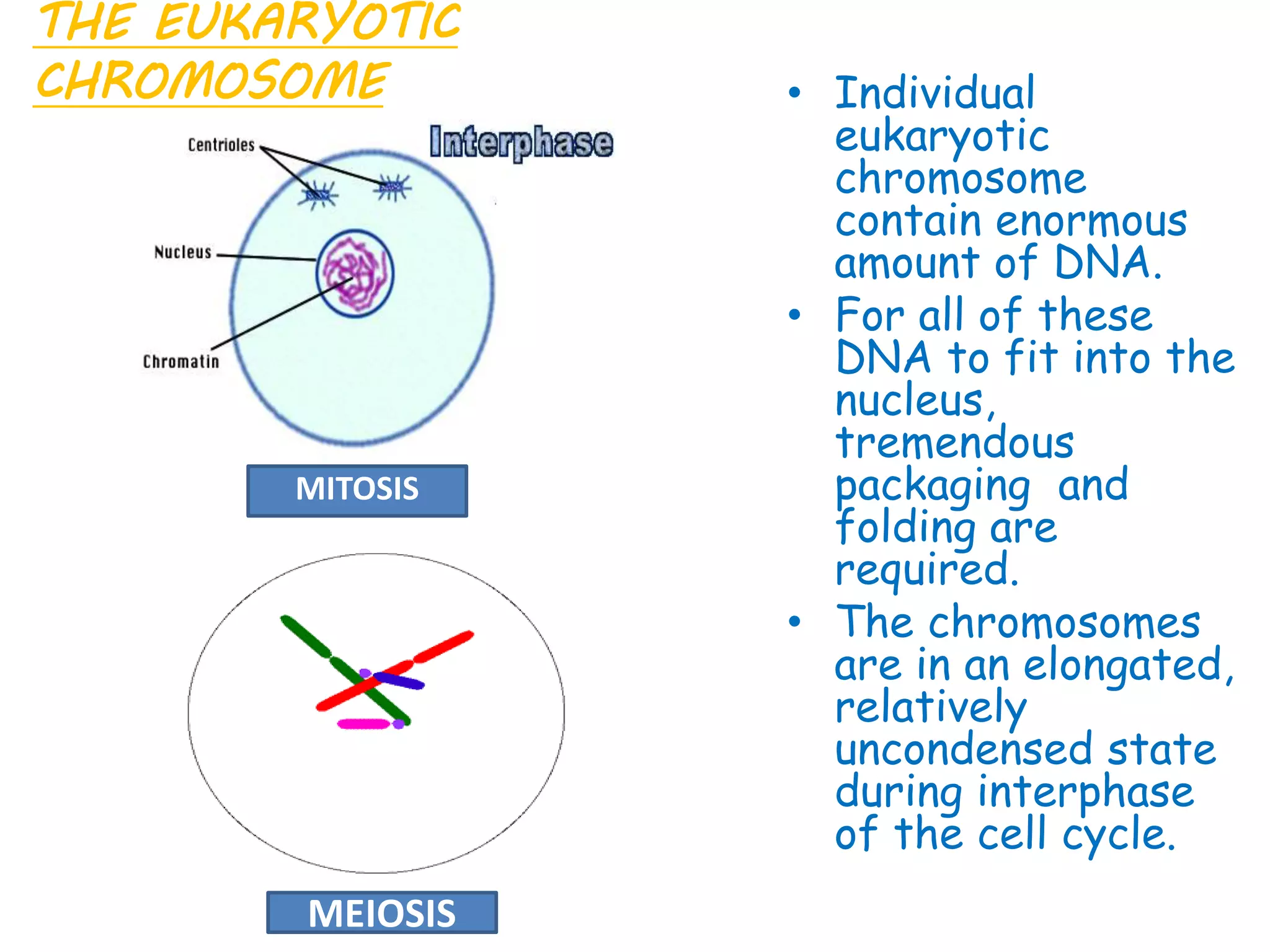 DNA organization in Eukaryotic cells | PPTX
