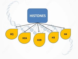 DNA organization in Eukaryotic cells | PPTX